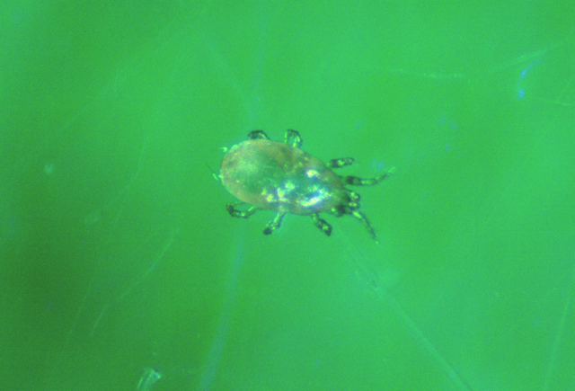 Predatory Mite (Neoseiulus californicus) - Cannabis Horticultural ...