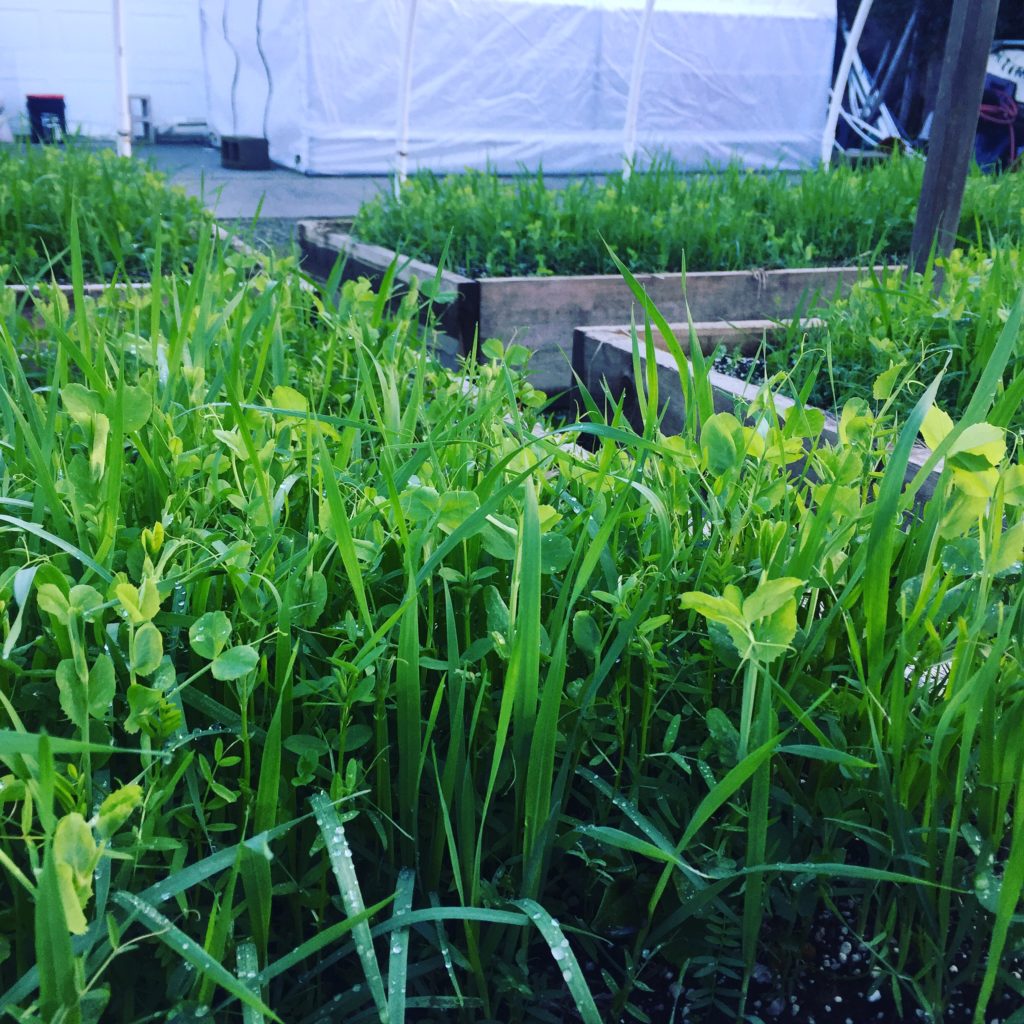 Cover Crops - Cannabis Horticultural Association