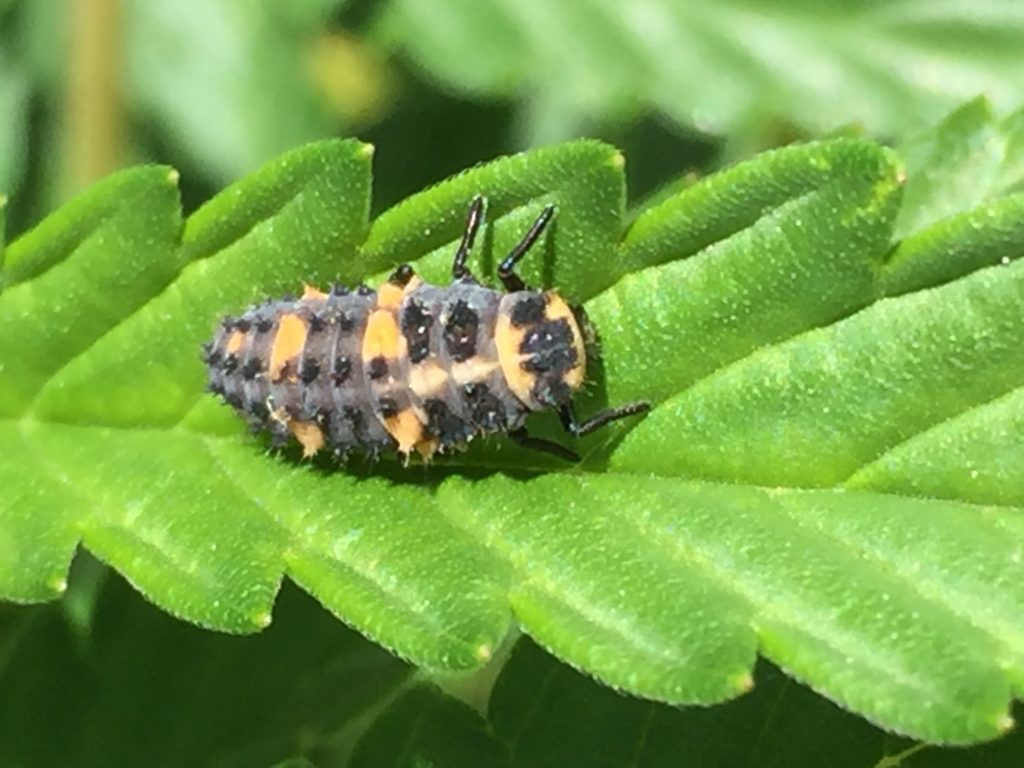 Lady Beetles “Ladybugs” - Cannabis Horticultural Association