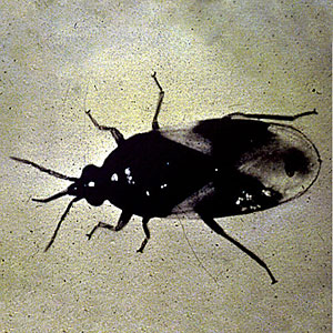 Pirate Bug (Orius spp.) - Cannabis Horticultural Association