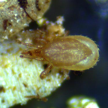 Predatory Mite (Stratiolaelaps scimitus) - Cannabis Horticultural ...