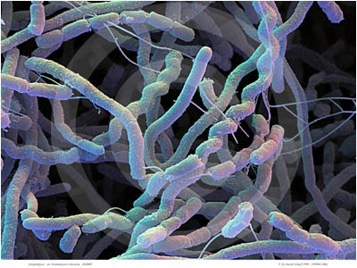 Microbial Fungicides / Bactericides - Cannabis Horticultural Association