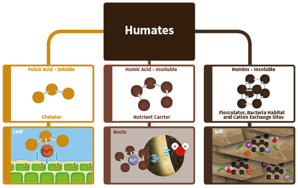 Humic Substances (Humates) - Cannabis Horticultural Association