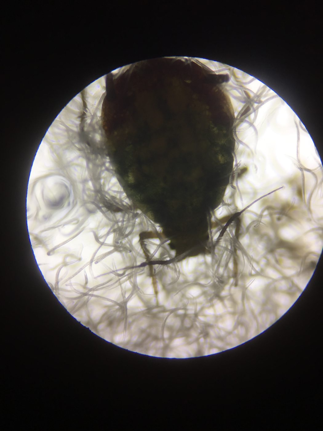 Studying Biocontrols for Root Aphids - Cannabis Horticultural Association