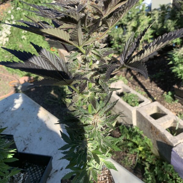 Gelonade x Tropaya Seeds - Cannabis Horticultural Association