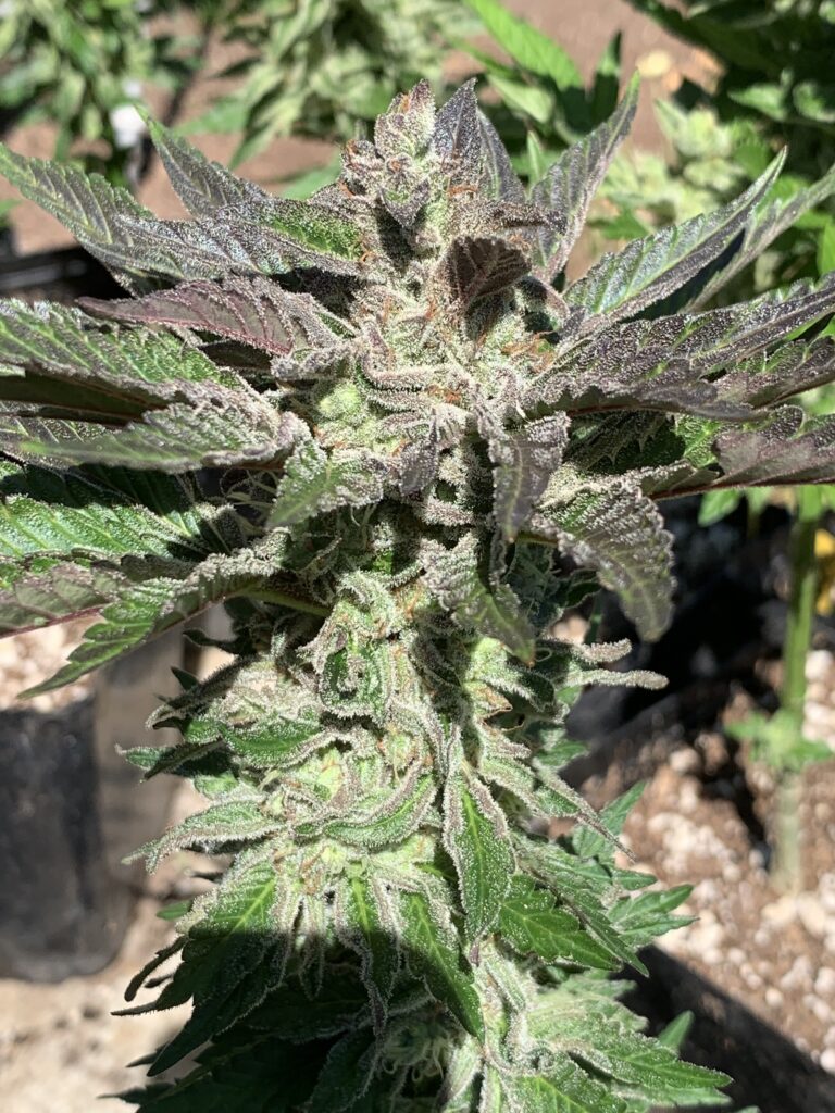 GMO x Slapz Seeds - Cannabis Horticultural Association