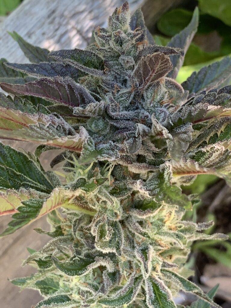 GMO x Slapz Seeds - Cannabis Horticultural Association