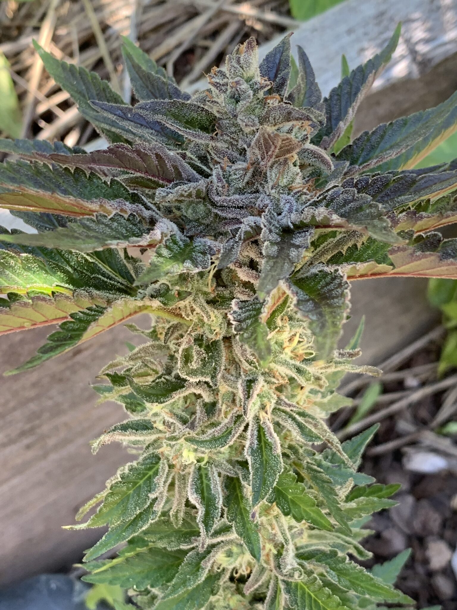 GMO x Slapz Seeds - Cannabis Horticultural Association