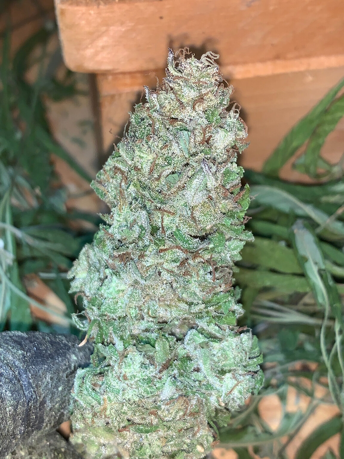 GMO x Slapz Seeds - Cannabis Horticultural Association