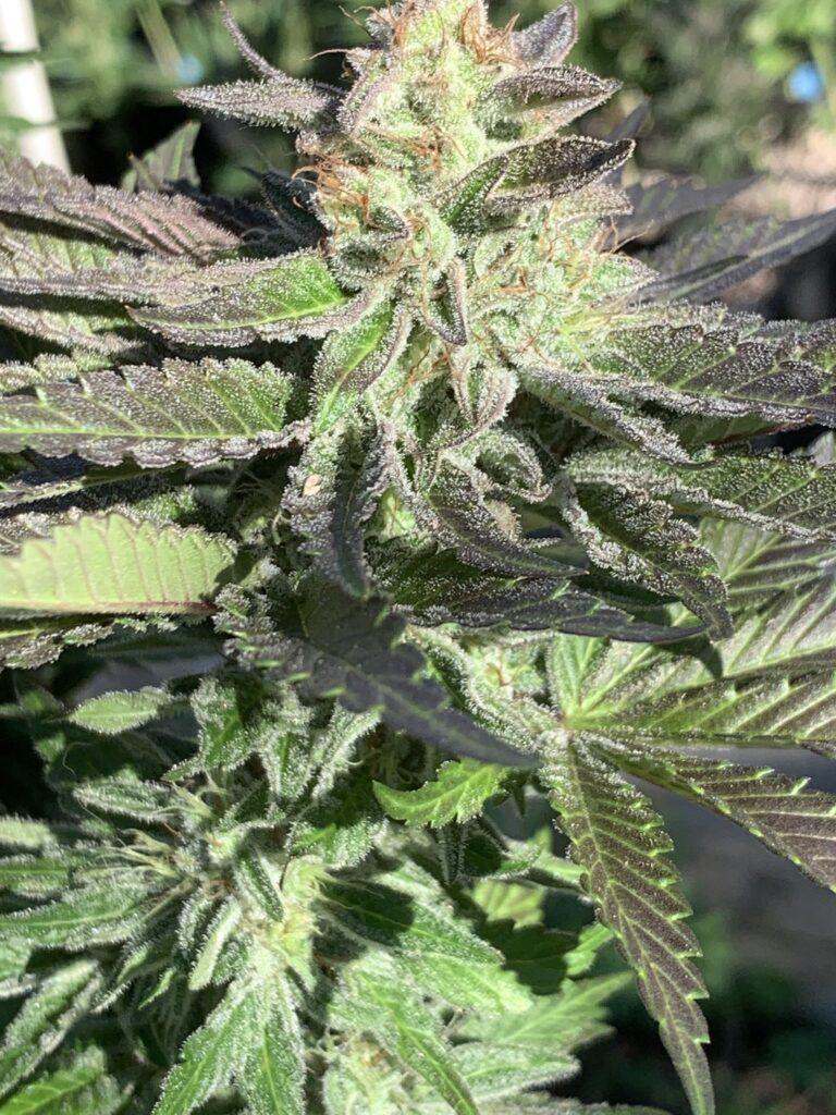 (Lime 1 x Grape Soda Skunk) x (Grape Ape x Lime Pop) - Cannabis Horticultural Association