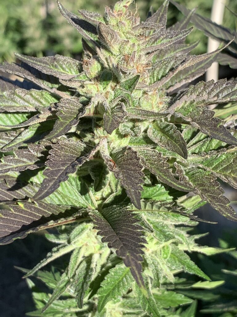 (Lime 1 x Grape Soda Skunk) x (Grape Ape x Lime Pop) - Cannabis ...