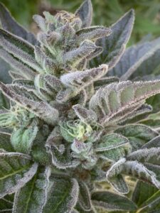 (Lime 1 x Grape Soda Skunk) x (Grape Ape x Lime Pop) - Cannabis ...