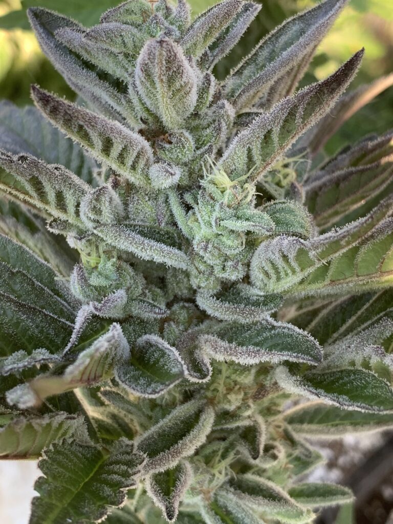 GLX (Grape Lime Skunk) x (Grape Ape x Lime Pop) - Cannabis ...