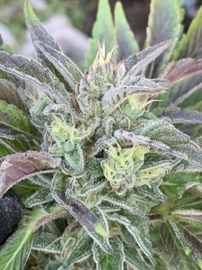 (Lime 1 x Grape Soda Skunk) x (Grape Ape x Lime Pop) - Cannabis ...