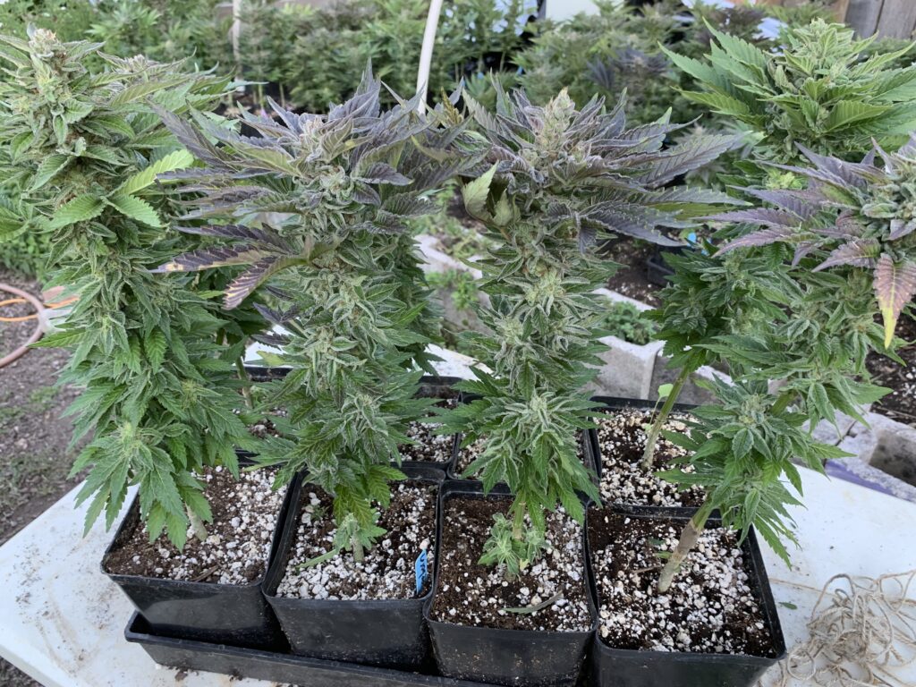 (Lime 1 x Grape Soda Skunk) x (Grape Ape x Lime Pop) - Cannabis ...