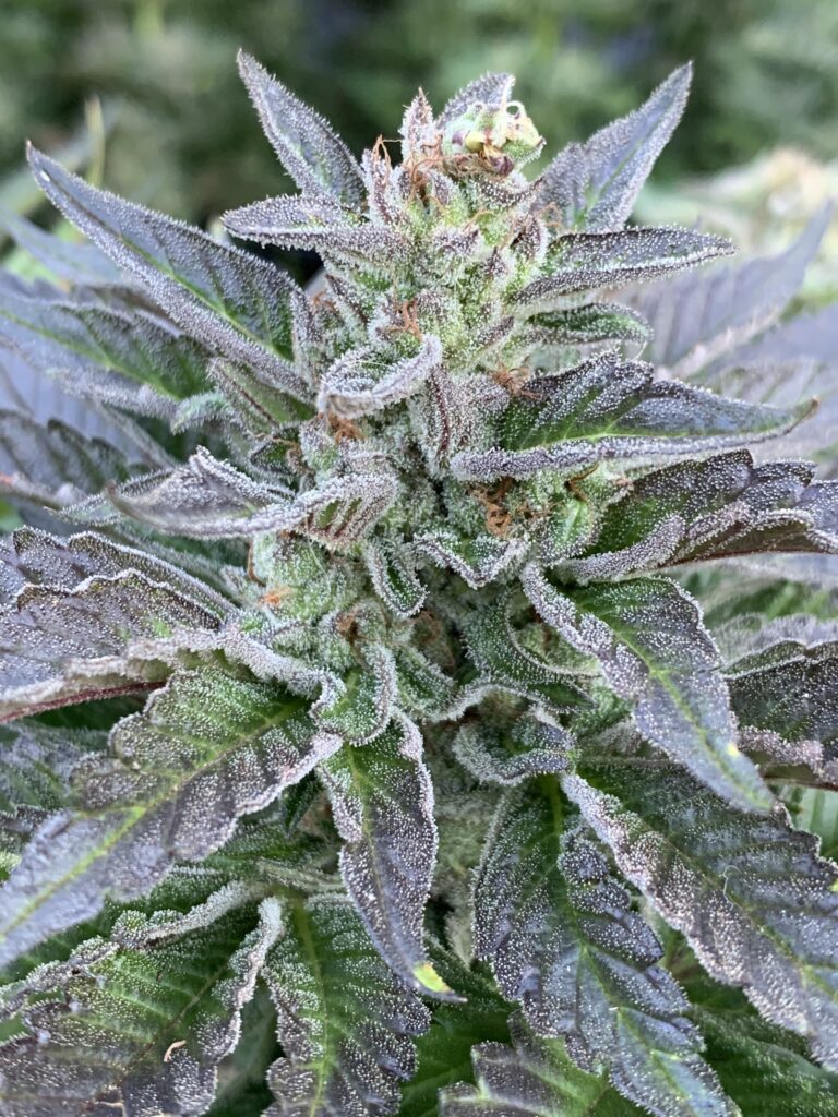 GLX (Grape Lime Skunk) x (Grape Ape x Lime Pop) - Cannabis ...