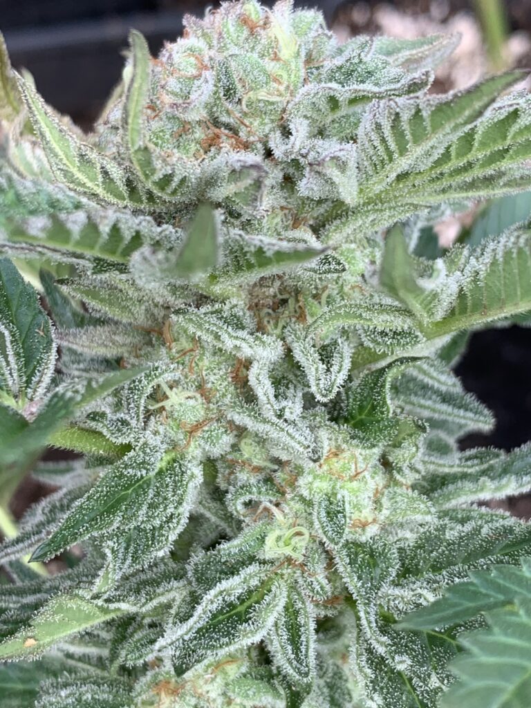 TROPALICIOUS (Poochies Papaya x Slapz) x Tropaya Seeds - Cannabis ...