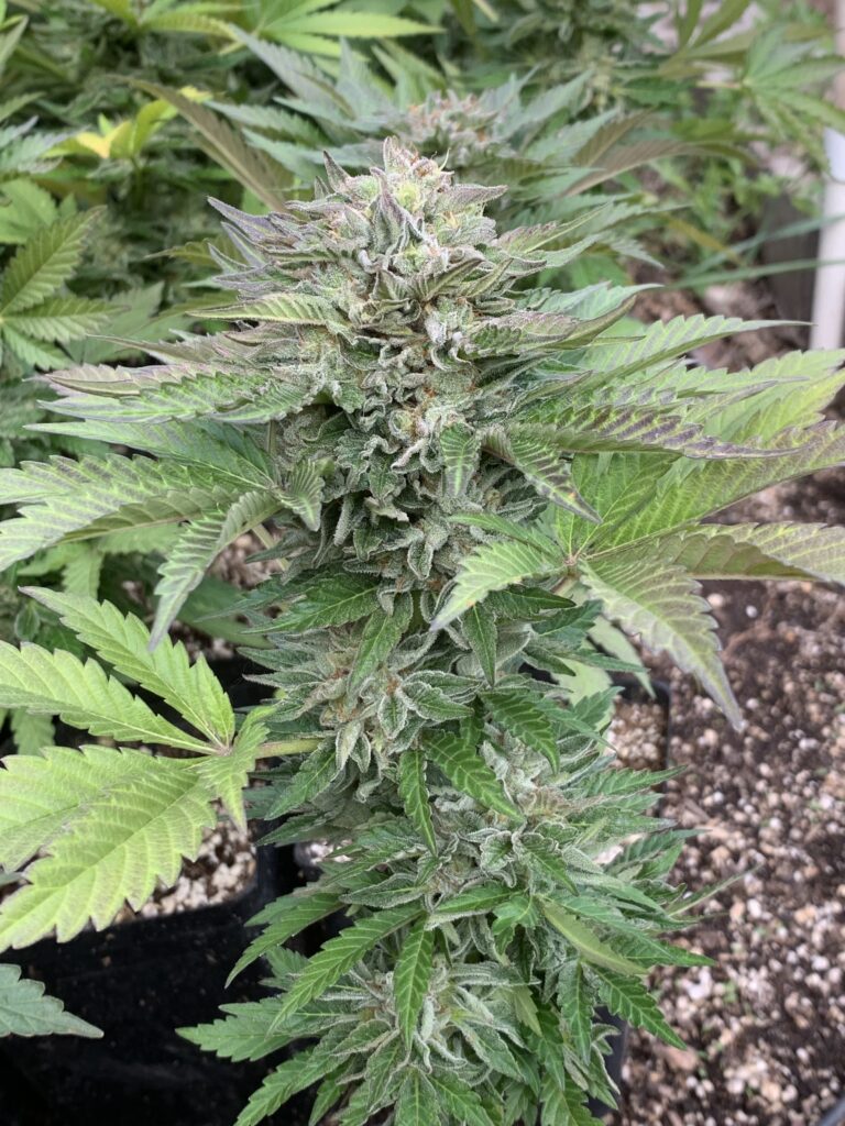 TROPALICIOUS (Poochies Papaya x Slapz) x Tropaya Seeds - Cannabis ...