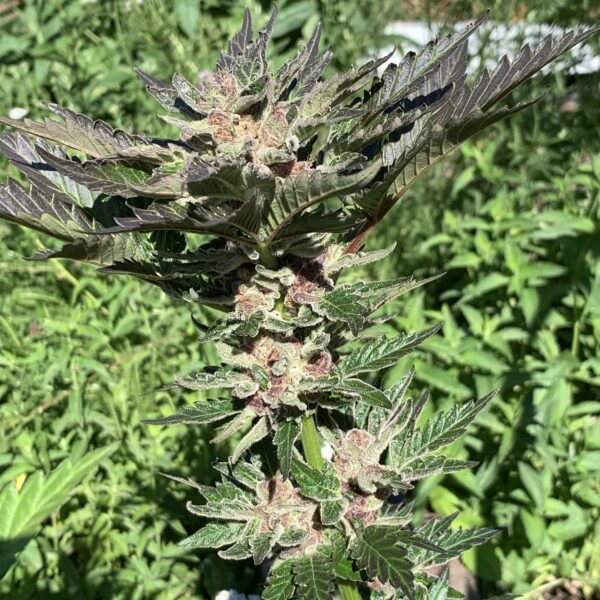 Tropaya Seeds - Cannabis Horticultural Association