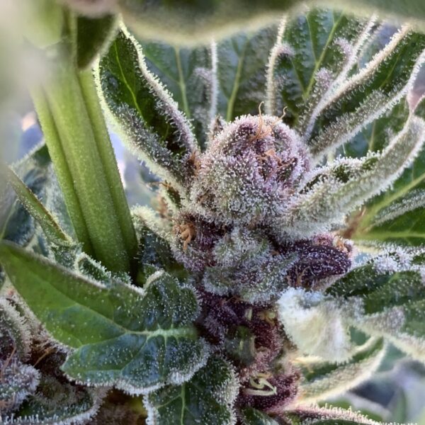 Tropaya Seeds - Cannabis Horticultural Association