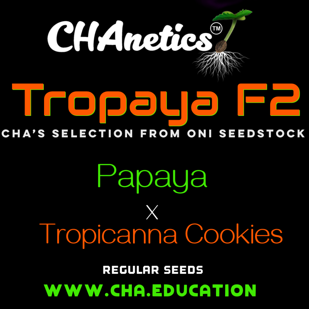 Nose Butter - Cannabis Horticultural Association