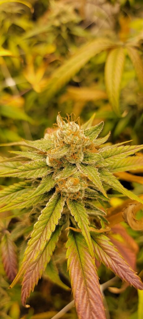 Honey Piff - (NYC Piff #3 x Honey Bananas) - Cannabis Horticultural ...